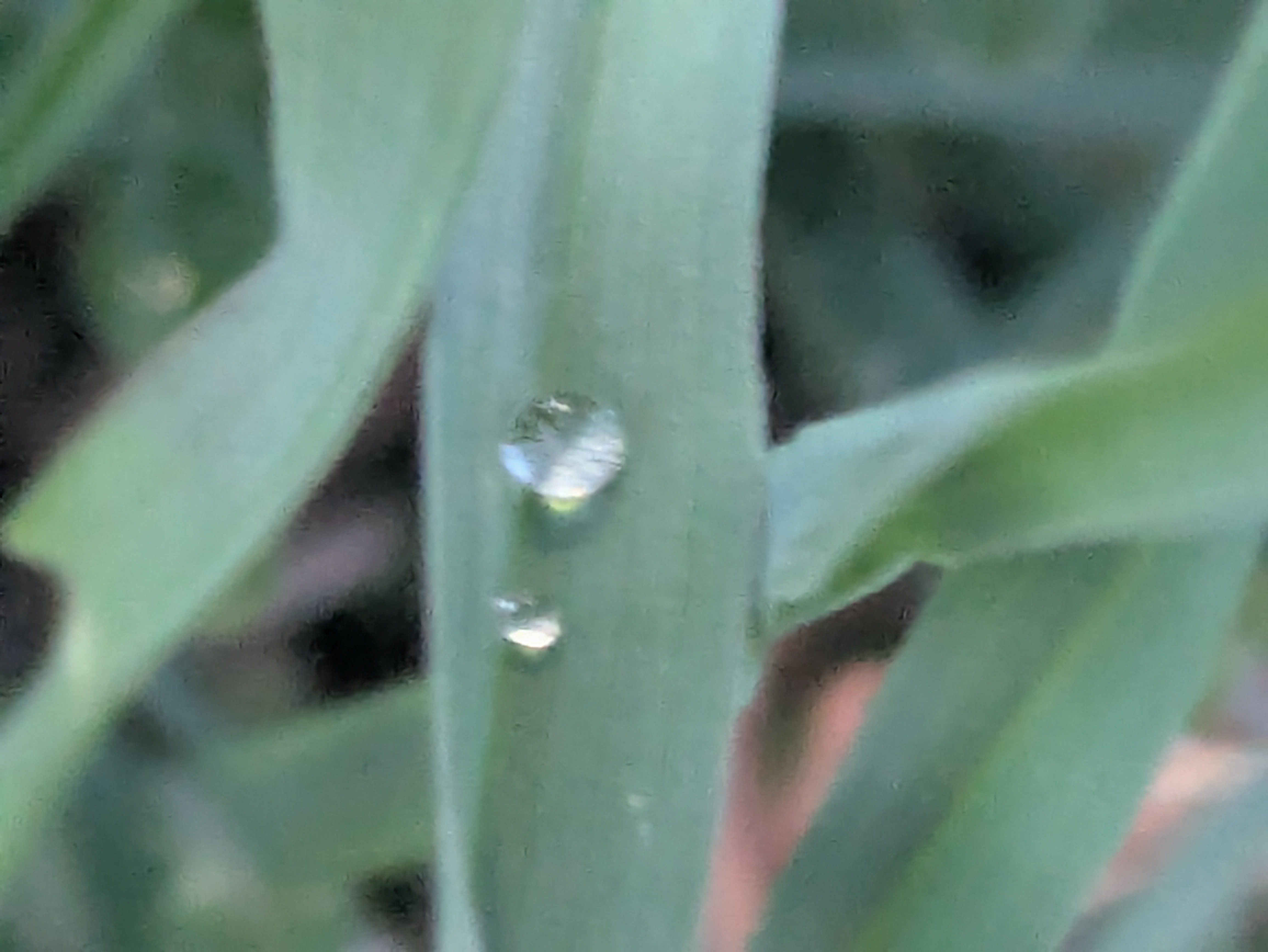 今朝の水滴｜ichiro70