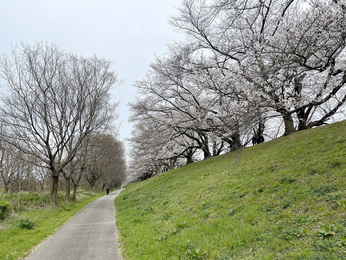 京都府 背割堤の桜〜1.4kmに渡る圧巻の桜並木〜3つの川が合流し淀川になる場所〜レポート日時点は5分咲き｜ノブ主任｜旅するKindle作家＆会社員｜ポイ活（マイル活）コーディネーター