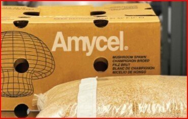 マッシュルーム好きですか？③｜ホワイトとブラウン…どう違うの？｜かずたんカフェ