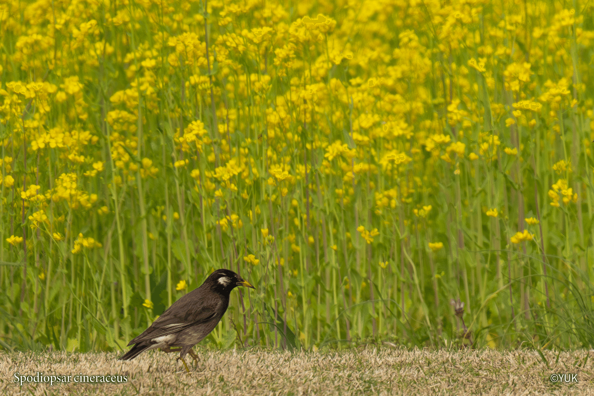 ムクドリ｜YUKI@NMG