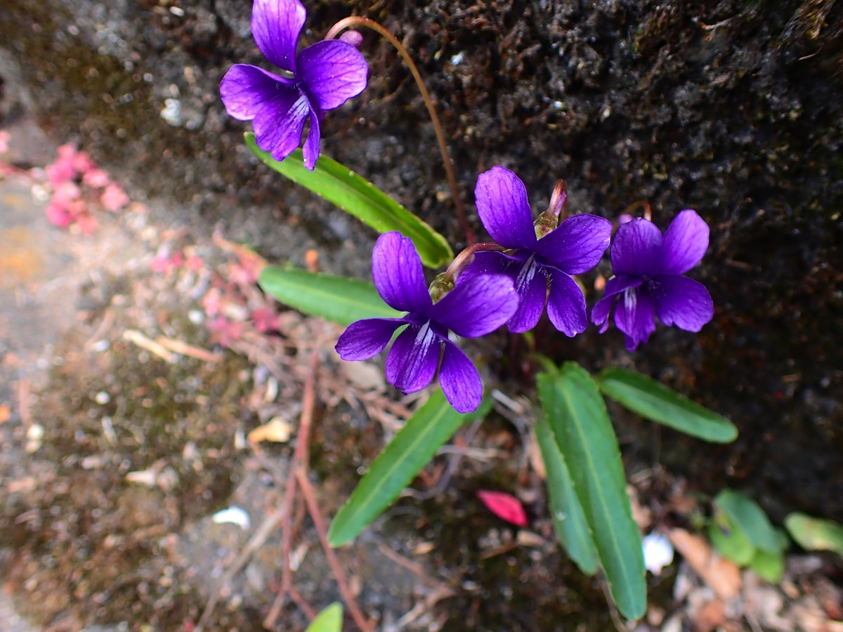 スミレの山高尾山（11） スミレ Takao, the mountain of violets: No.11 Sumire｜悠星 Yusei