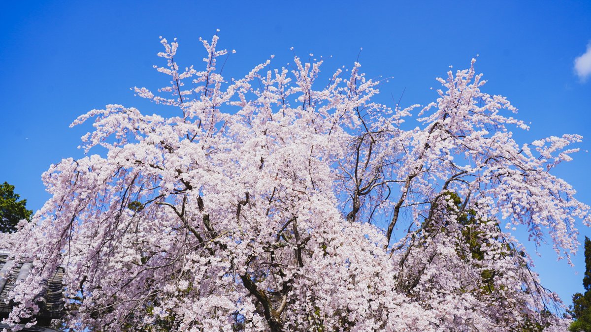 フェルメール｜Satoko