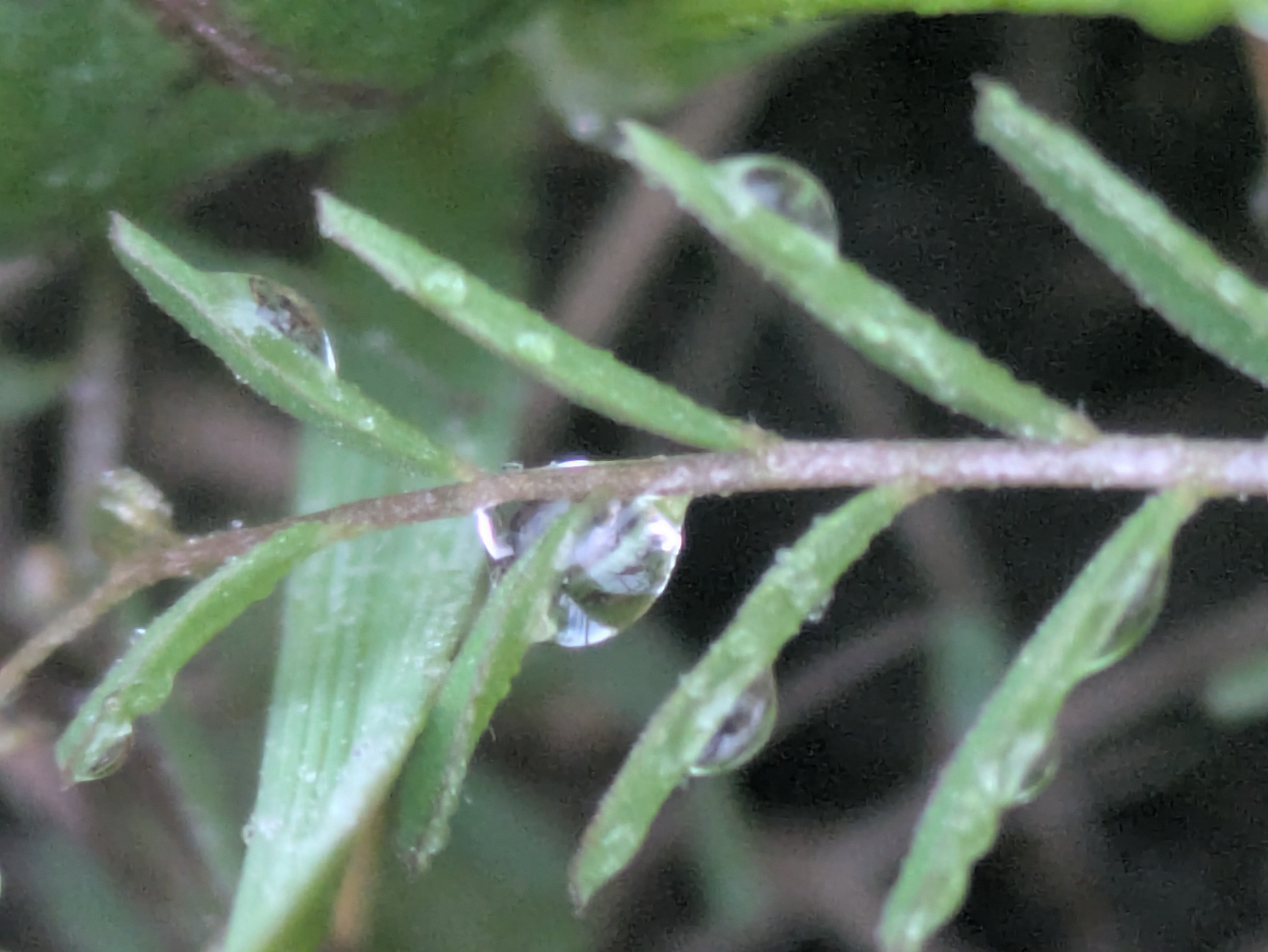 今朝の水滴②｜ichiro70