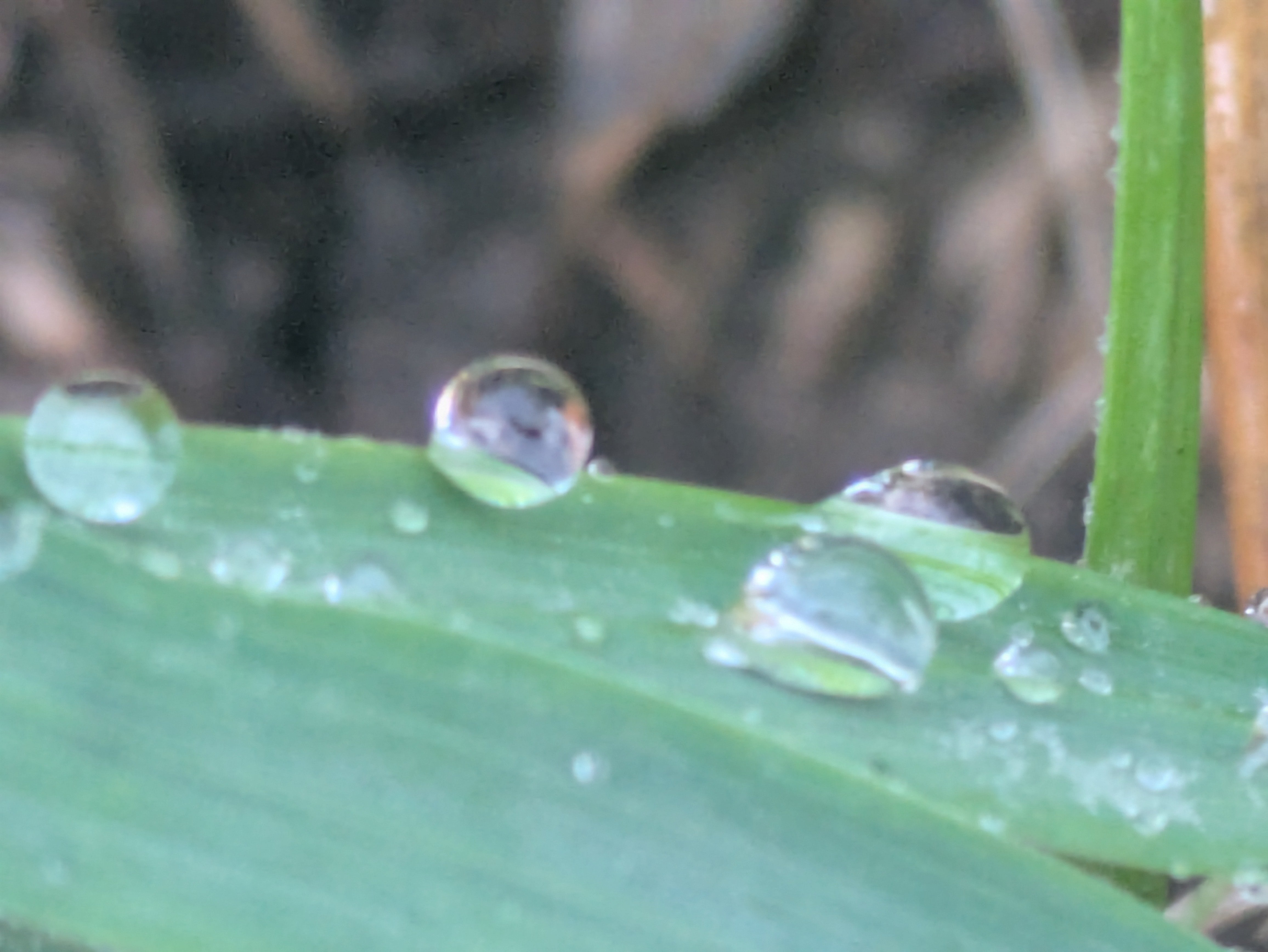 今朝の水滴③｜ichiro70