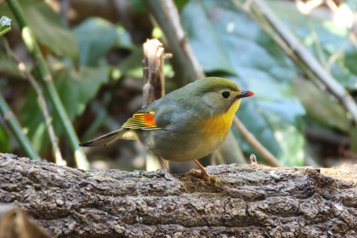 野鳥写真日記 埼玉・荒川大麻生公園｜kimiro