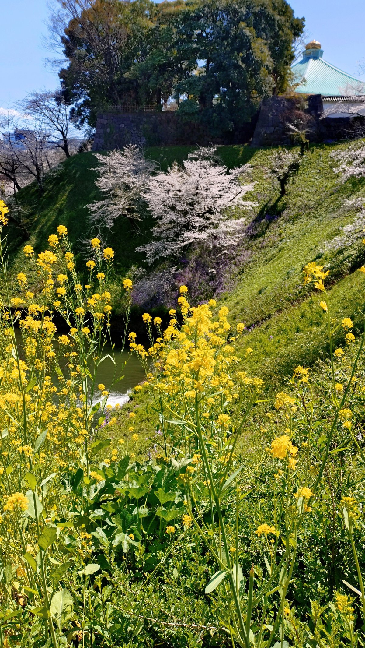 千鳥ヶ淵の桜｜ayano
