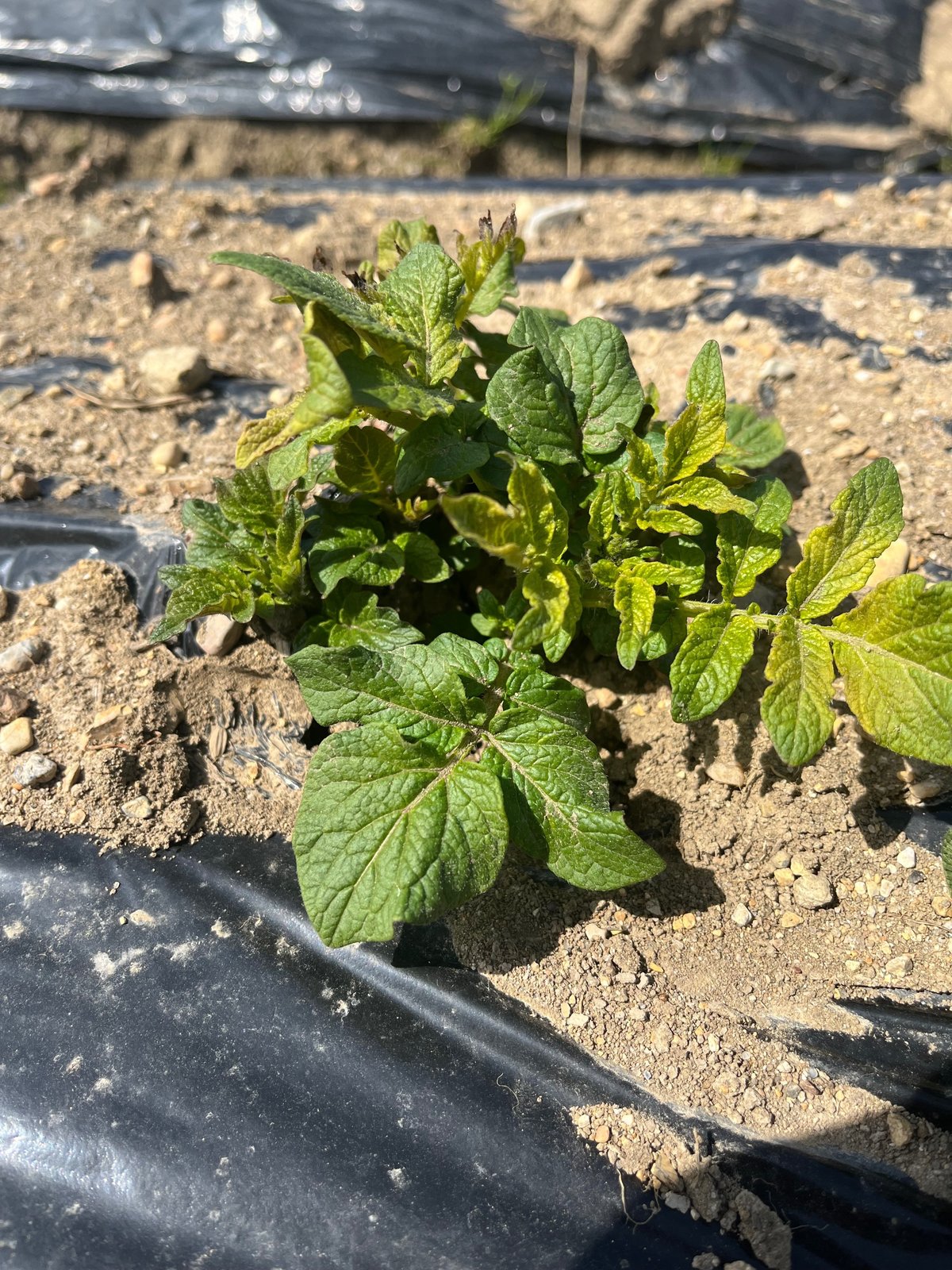 ジャガイモの芽かき｜ca-ptain@農ある暮らし