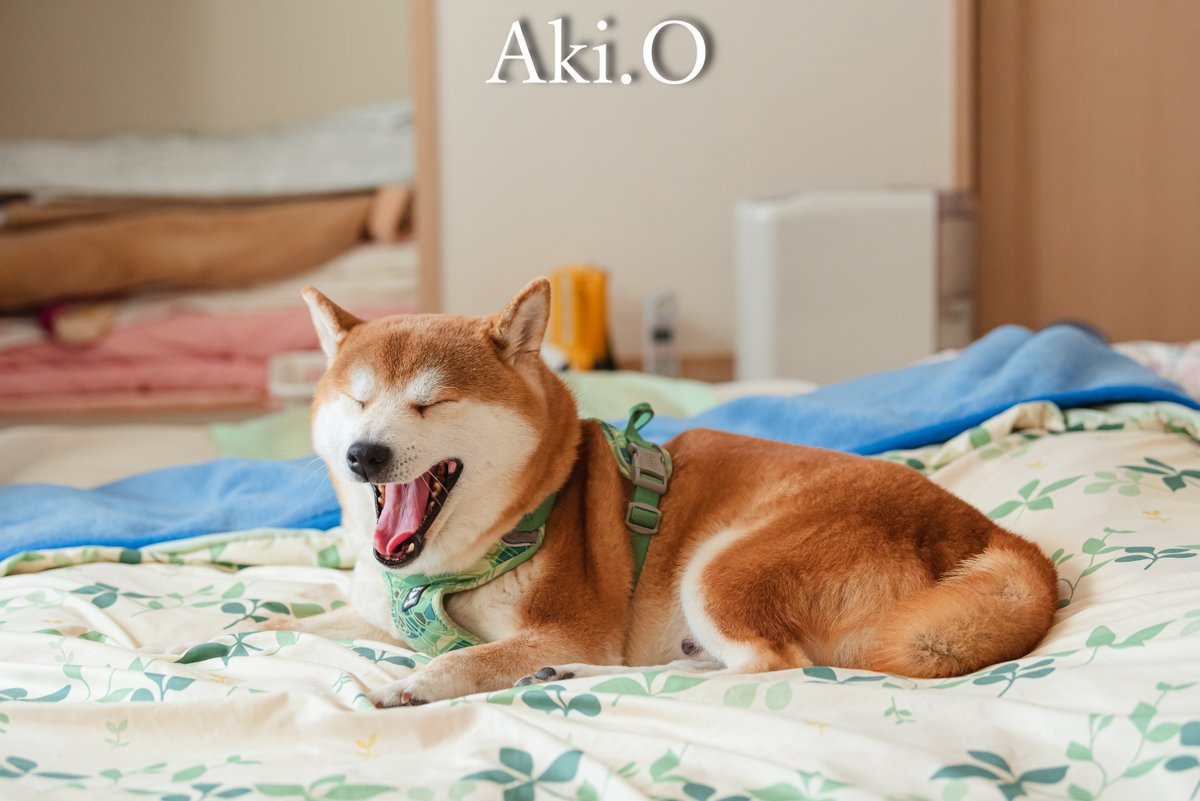 くるくる変わる｜Akihiko Oosugi