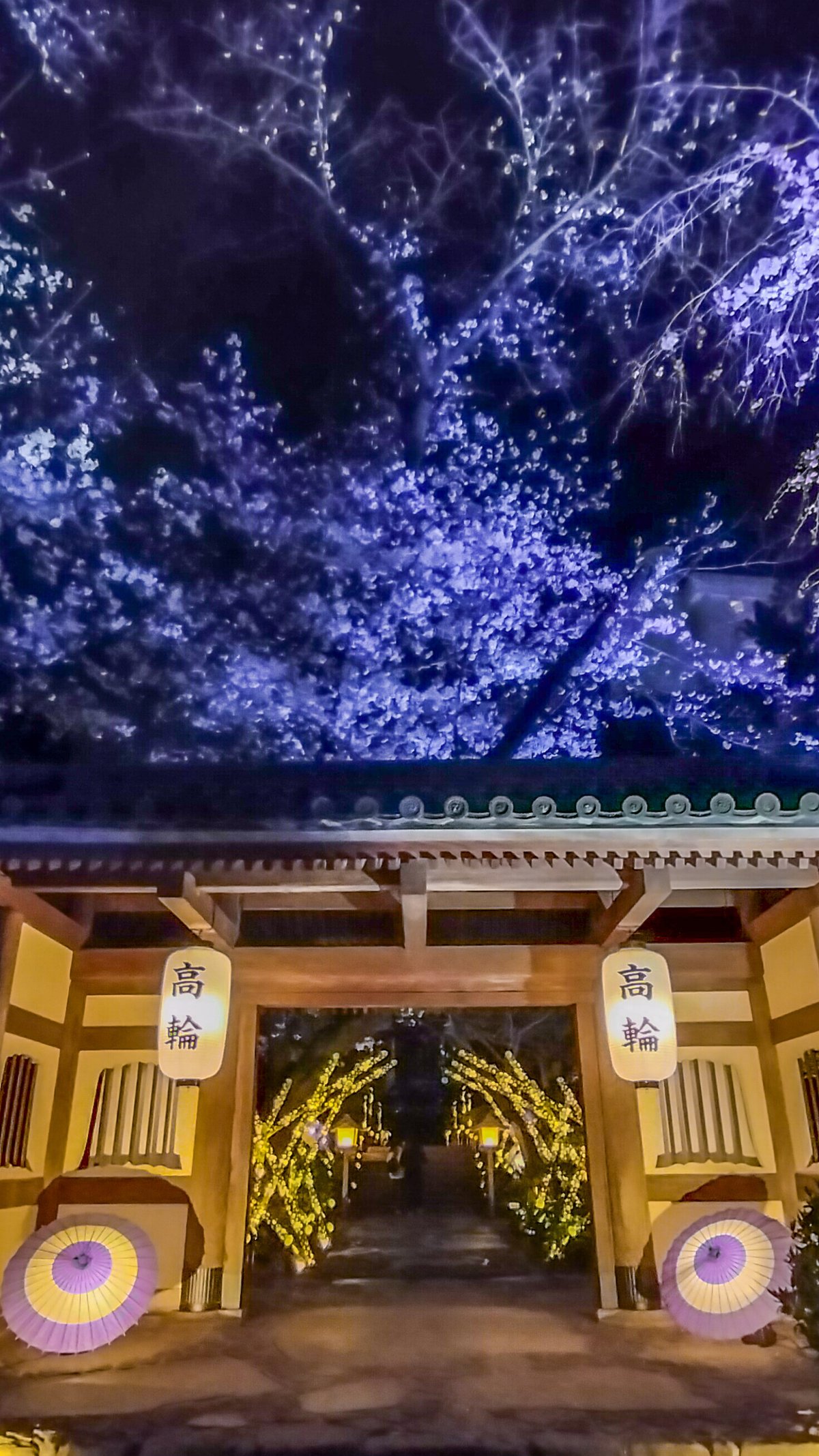 高輪桜まつり2025｜Toru Shiratori