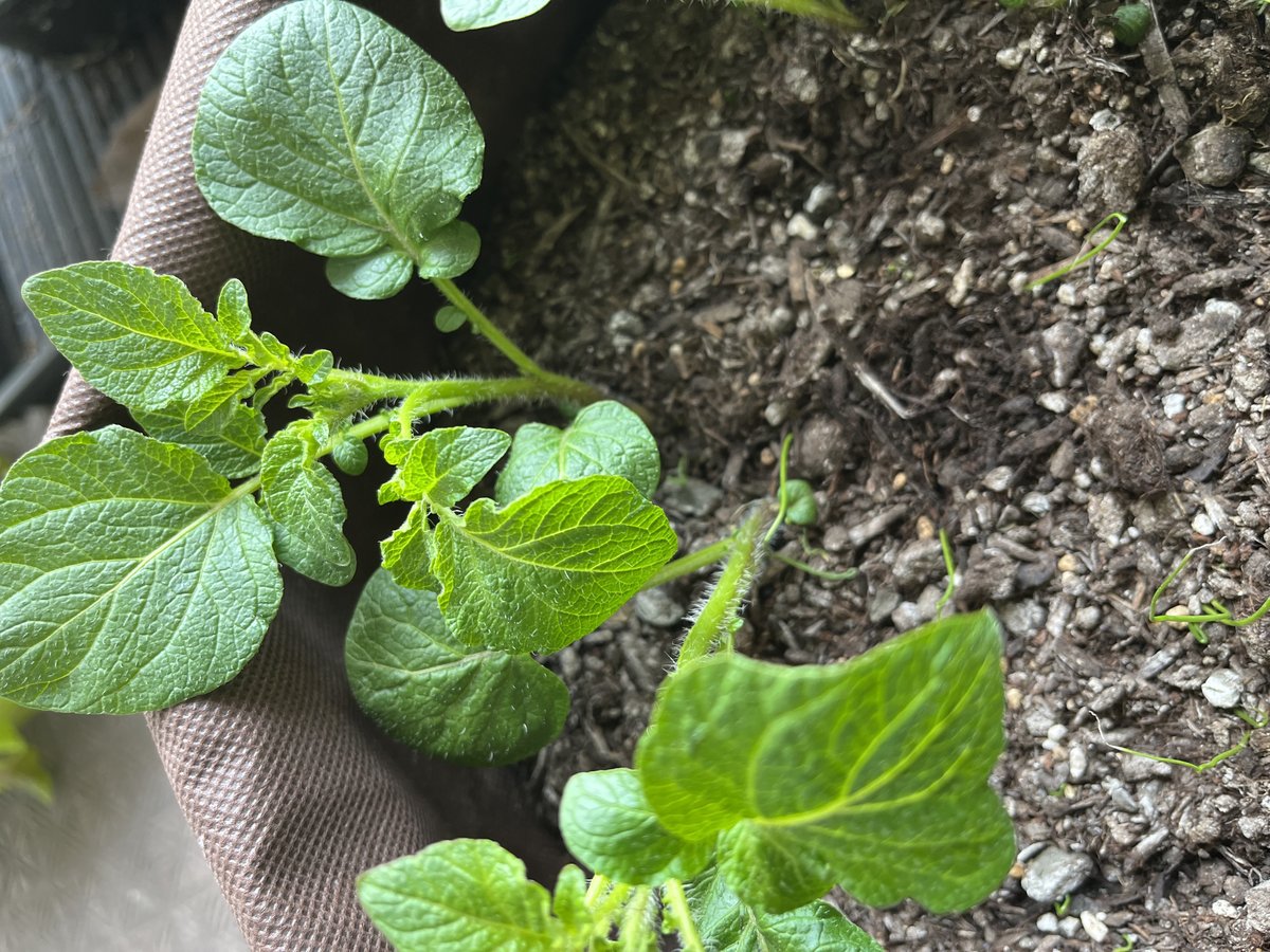 【ベランダ菜園】春の訪れ｜ca-ptain@農ある暮らし