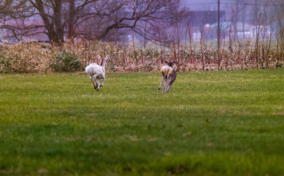 白いエゾシカを追い求めて。｜龍川 悠平/Yuuhei Tatsukawa