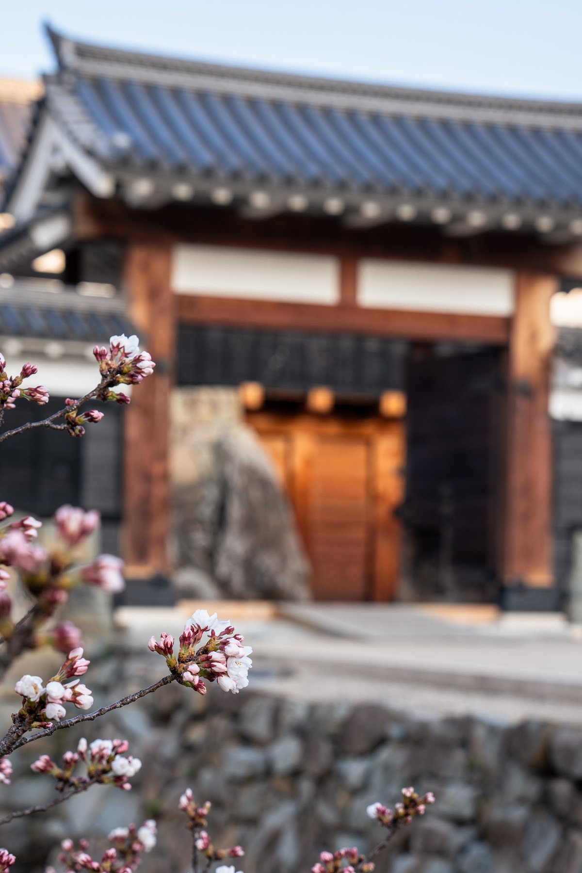 グラベルバイクdeフォトグラフ -SAKURAを探す朝-｜Xinn