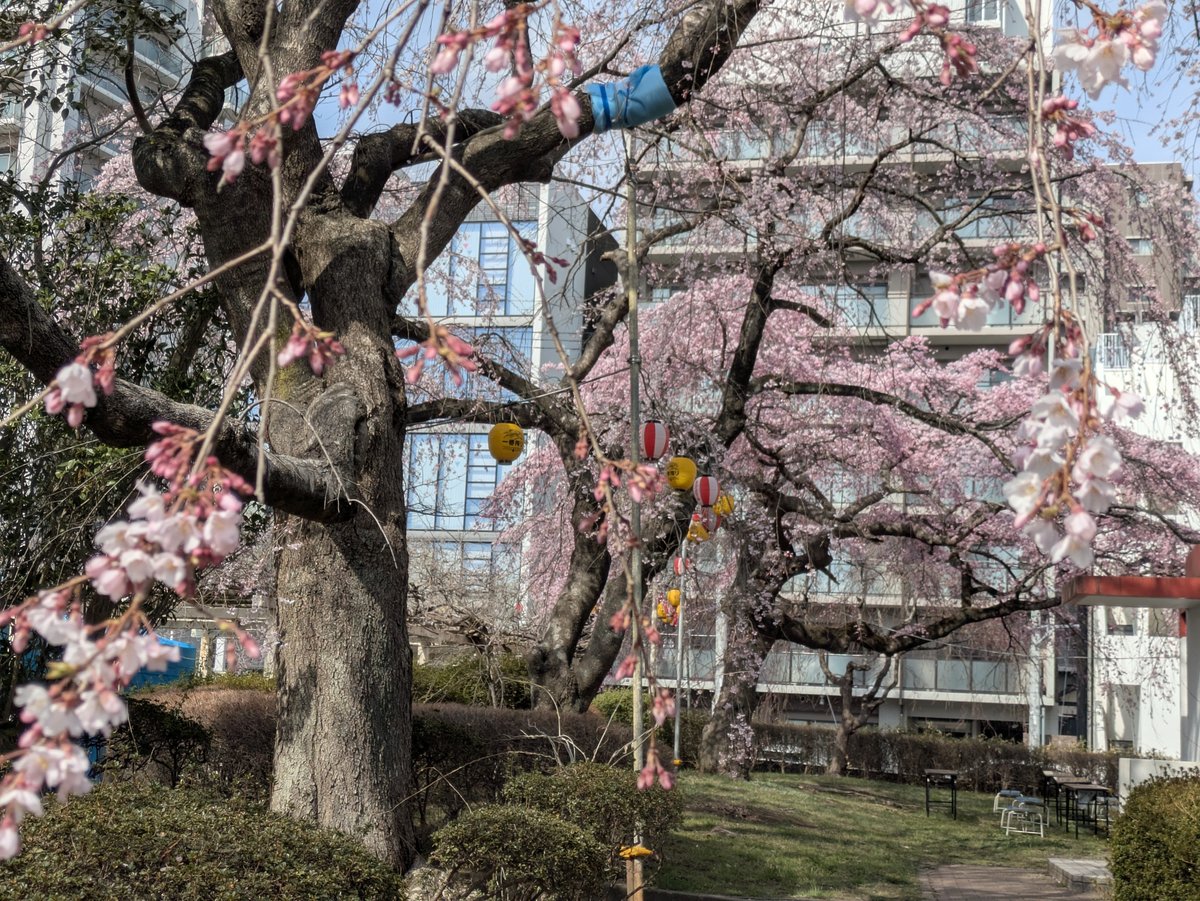 仙台 榴ヶ岡公園の桜まつり🌸｜arinco_house202