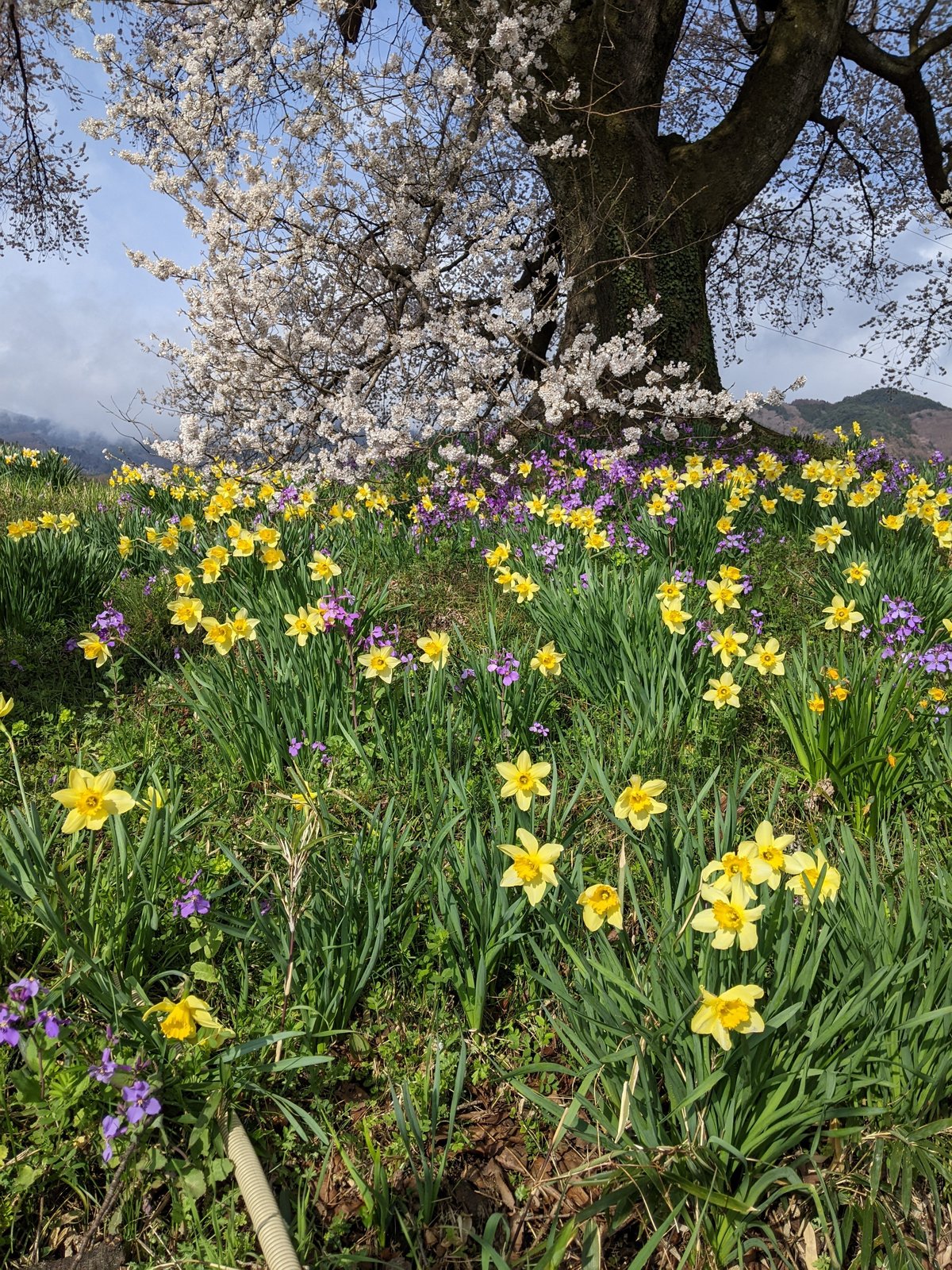 今日のごはん_（退院329日目）｜田中わんたろう/ひで