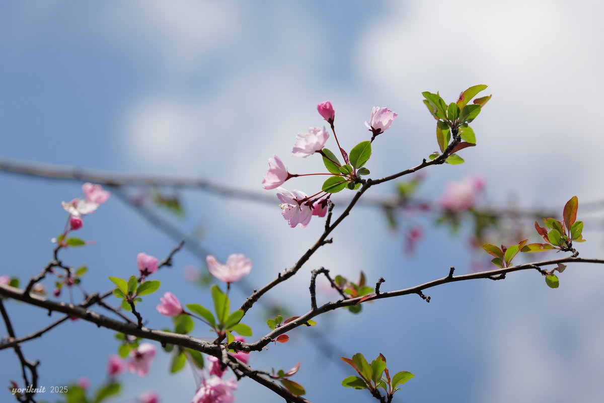 身の程知らず。｜yoriknit