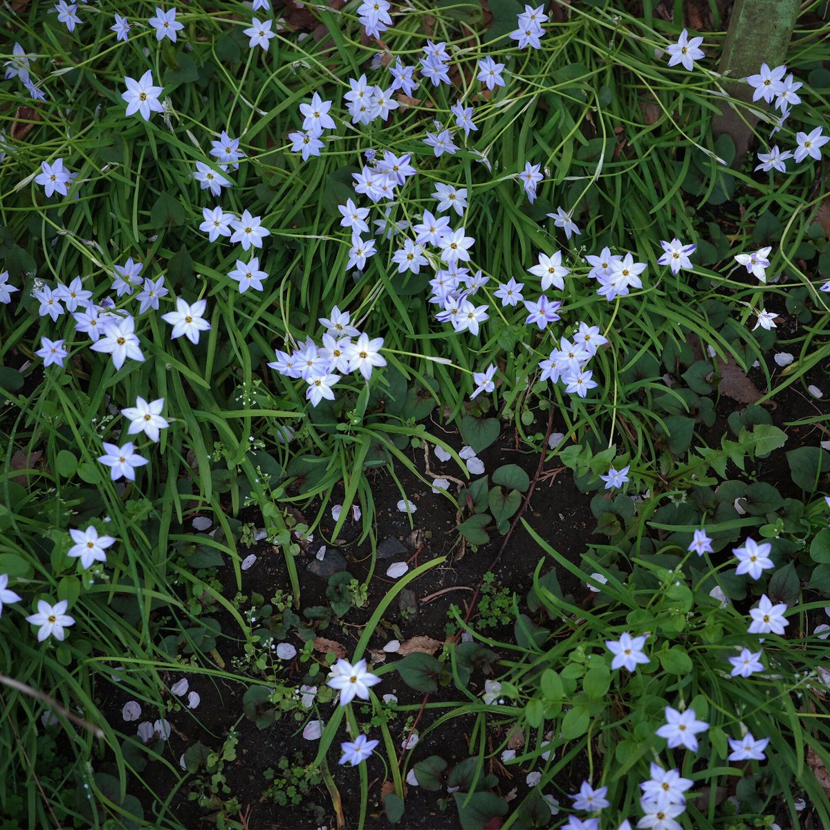 フォロワー数とタッチ：Anizine｜ワタナベアニ