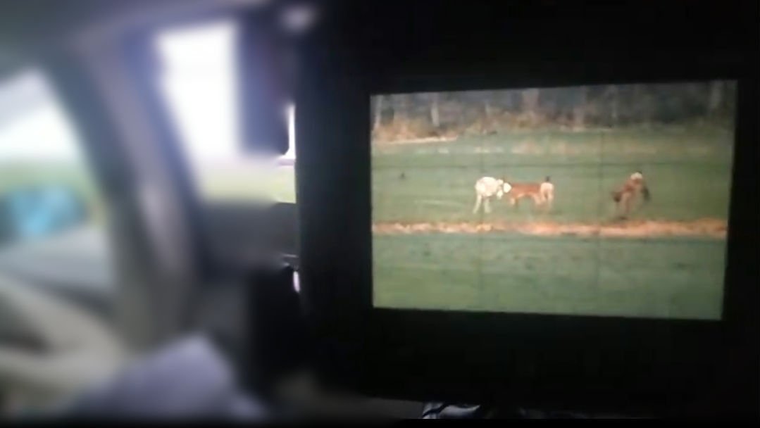 白いエゾシカ撮影のリベンジ｜龍川 悠平/Yuuhei Tatsukawa