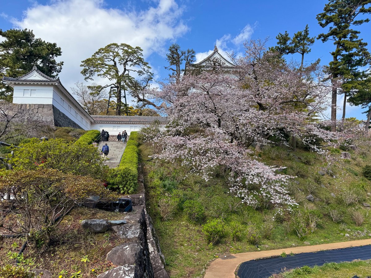 桜の花見・小田原｜Cressonboy