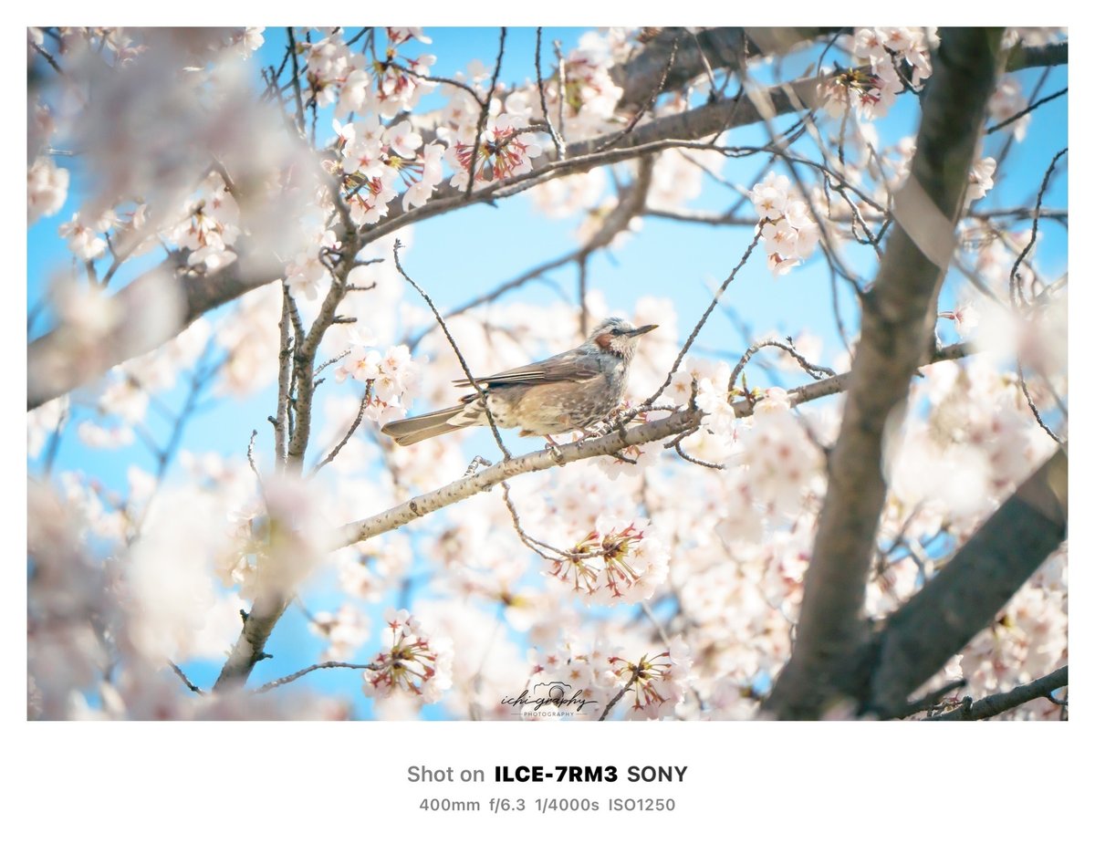 野鳥撮影の設定はこれだ！各カメラメーカーまとめてみた！🐤｜ichi_graphy