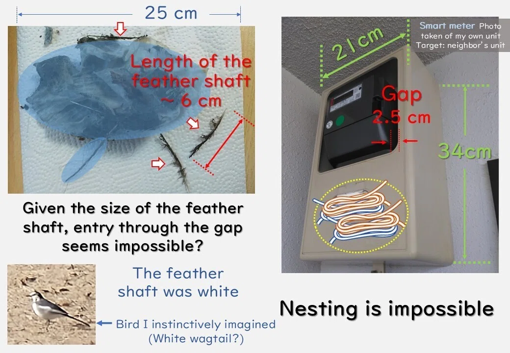 Bird Feather Scattering Incident – Part 1: The Day of the Incident (1)｜えむたや