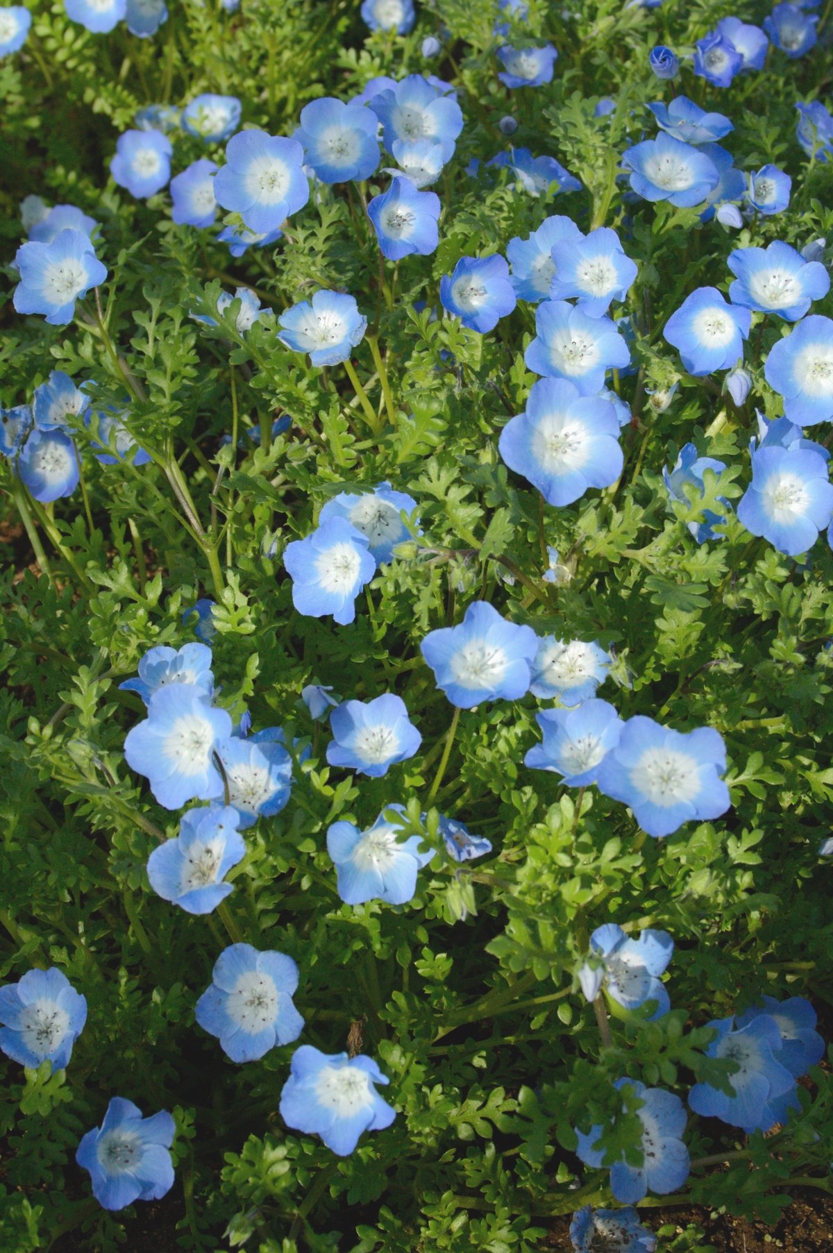 1987年製のレンズからみた2025年のお花見【ニコン】【カメラ】｜ryosukewexer