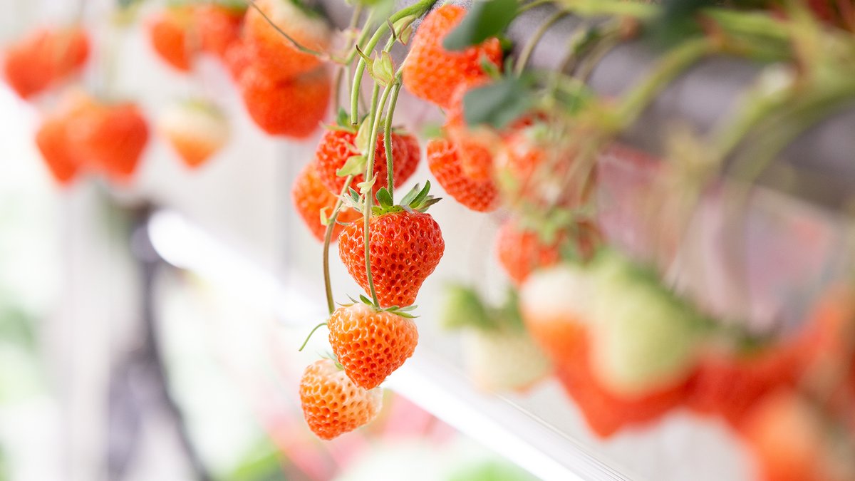 世界中の子供たちに喜んで食べてもらえる、おいしいトマトを作りたい。原体験に根差した情熱が生んだRubī Tomato｜Oishii Farm