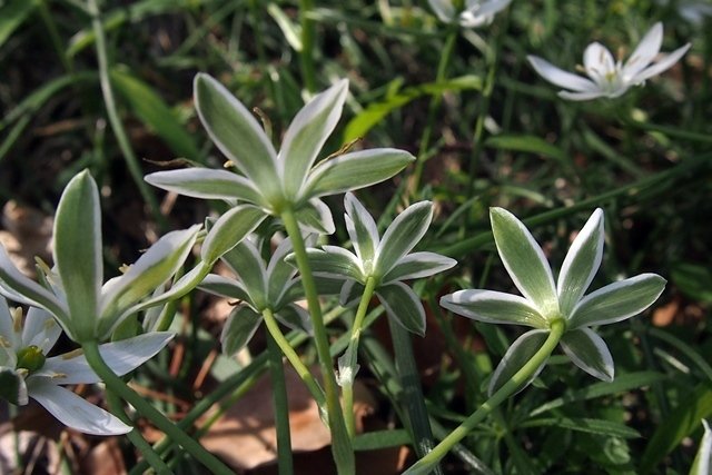 ベツレヘムの星｜Humming.7