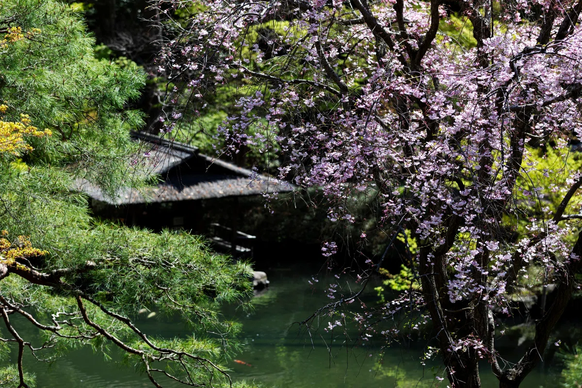 改修中でもnoteでお花見を！春の風薫る八芳園の2025桜リポート｜八芳園 note