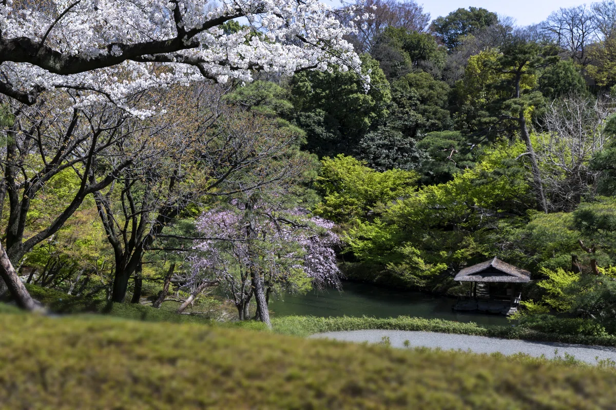 改修中でもnoteでお花見を！春の風薫る八芳園の2025桜リポート｜八芳園 note