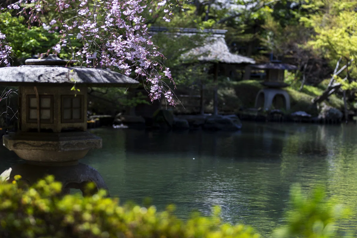 改修中でもnoteでお花見を！春の風薫る八芳園の2025桜リポート｜八芳園 note
