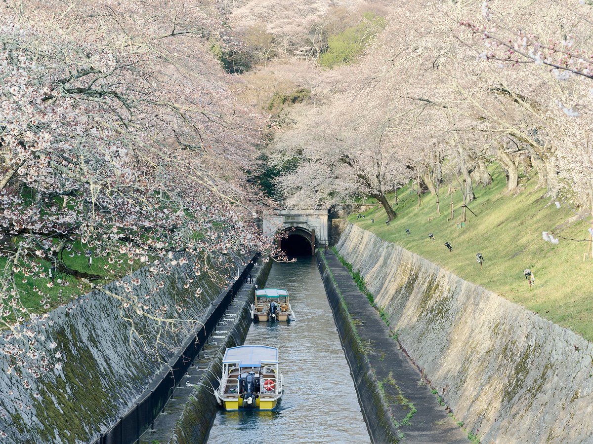 サクラコワイ｜005 akkiy