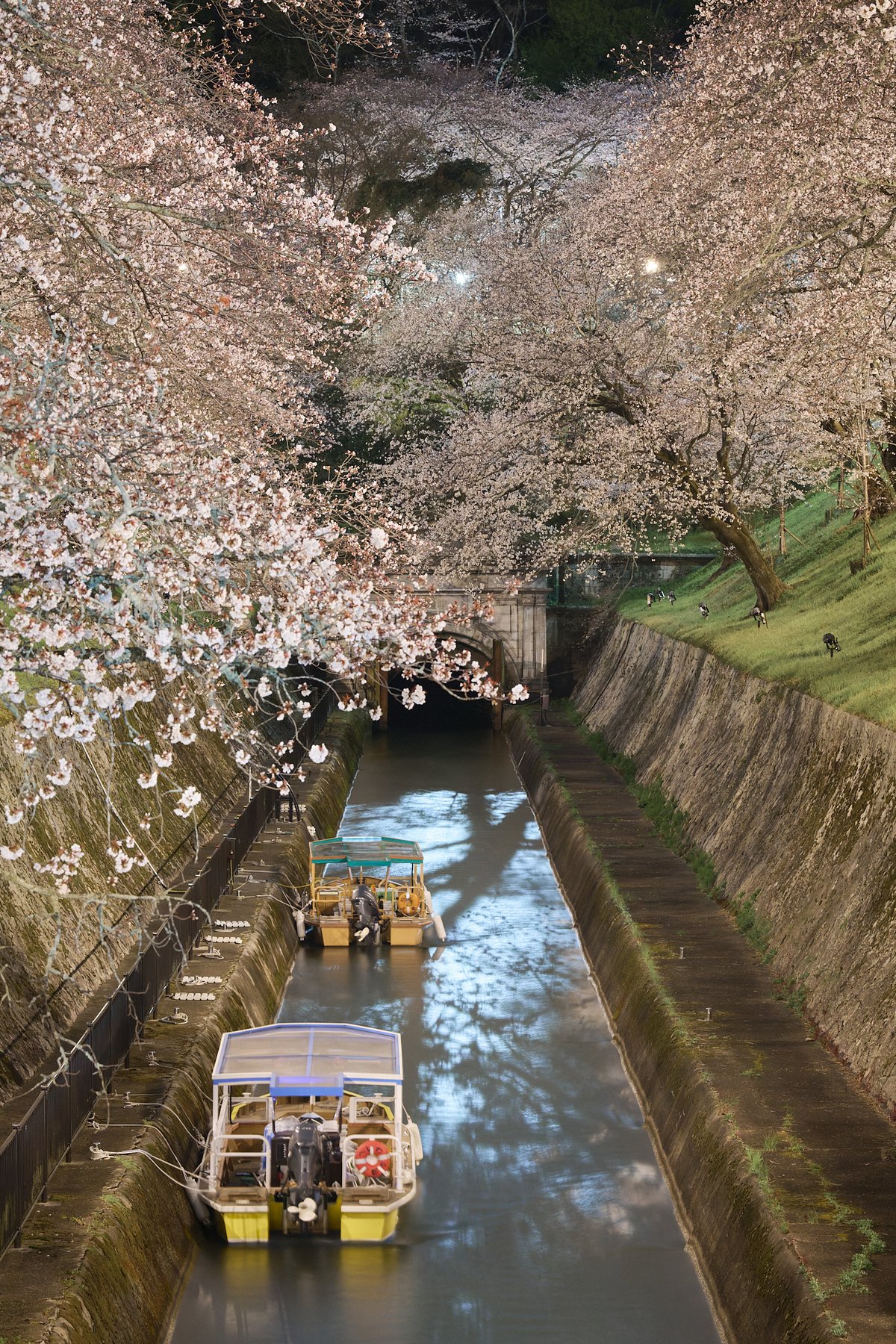 サクラコワイ｜005 akkiy