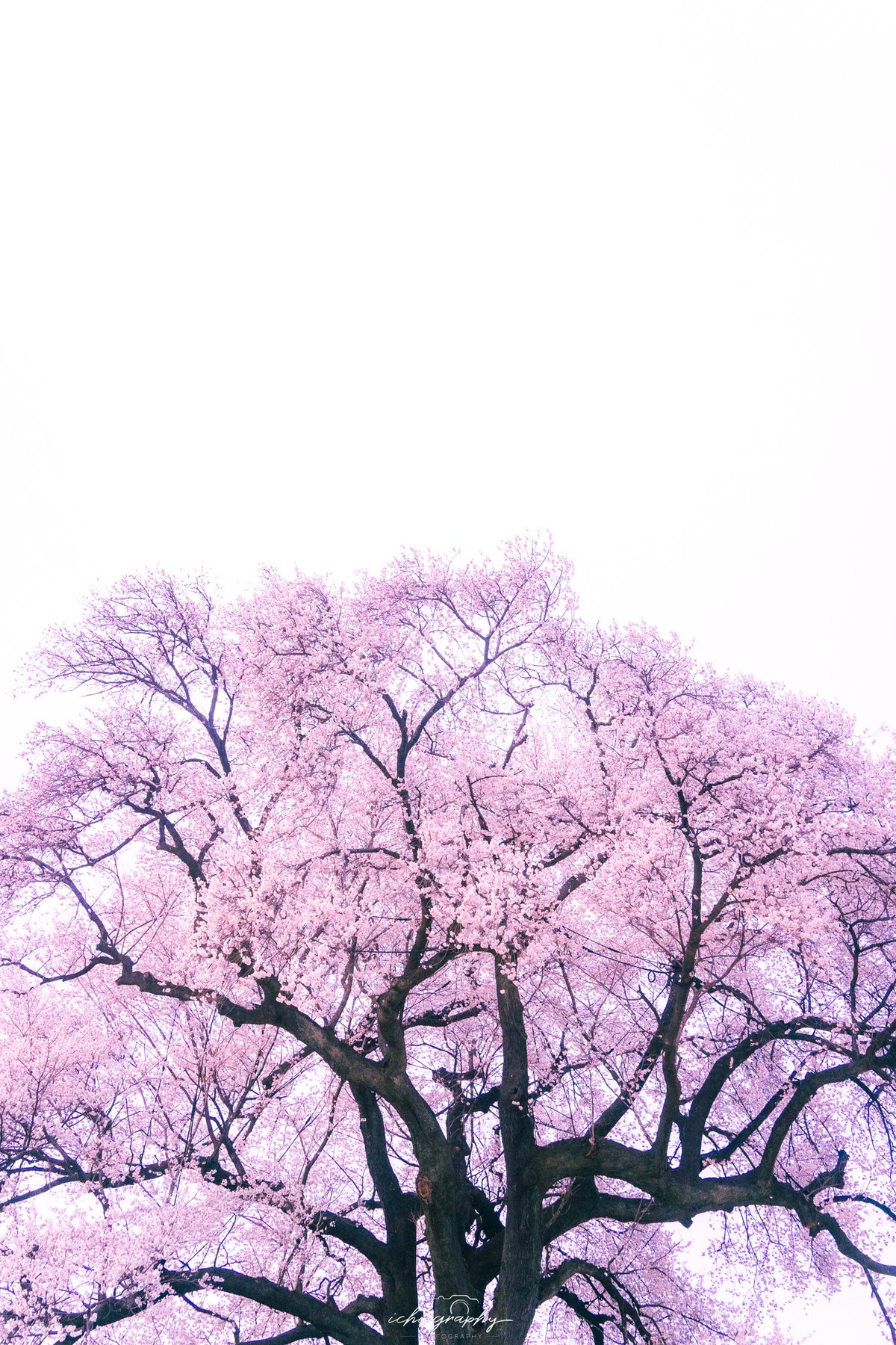 写真掲載のお知らせ💁‍♂️📸｜ichi_graphy