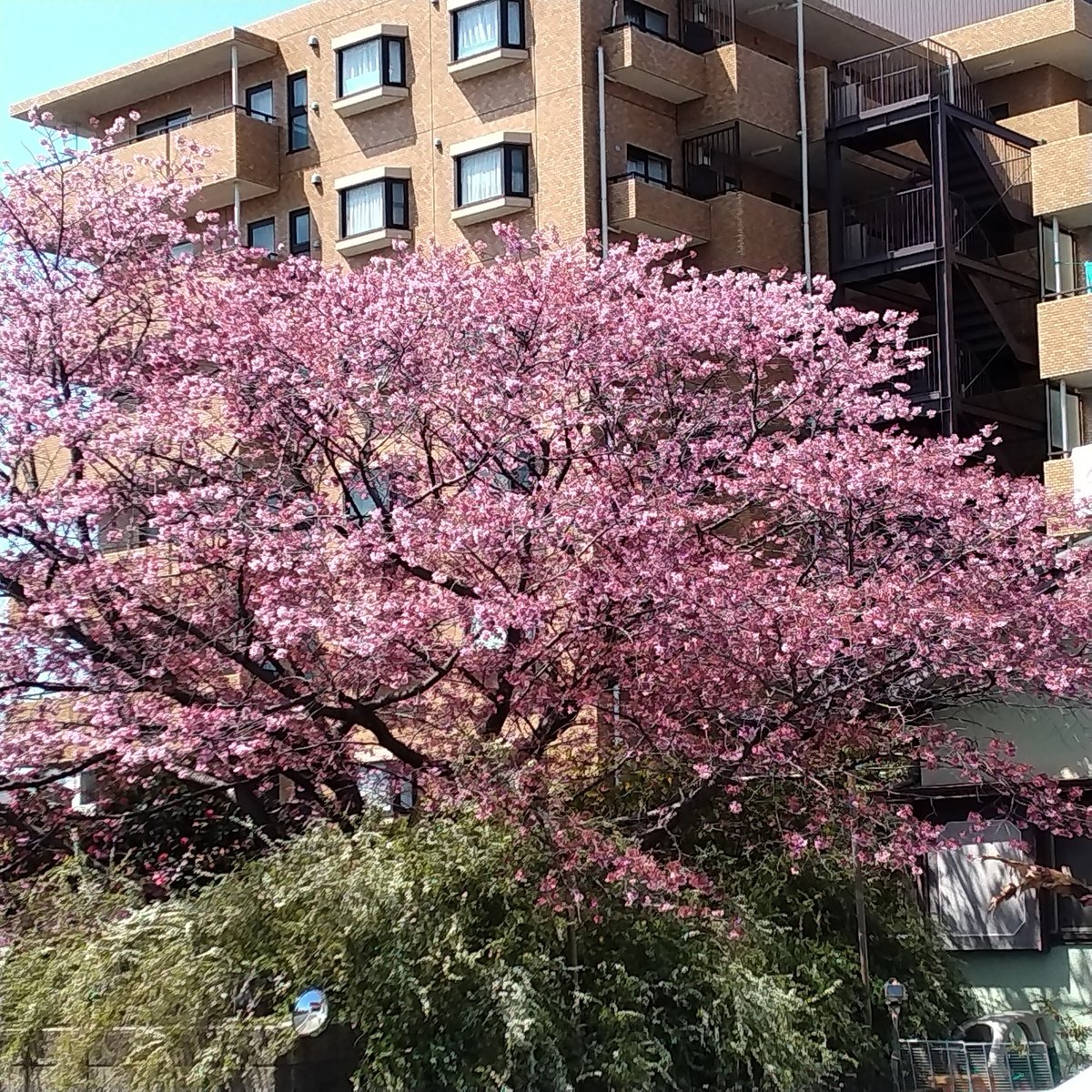 Cherry Blossoms in Full Bloom （満開の桜）｜MisaTK