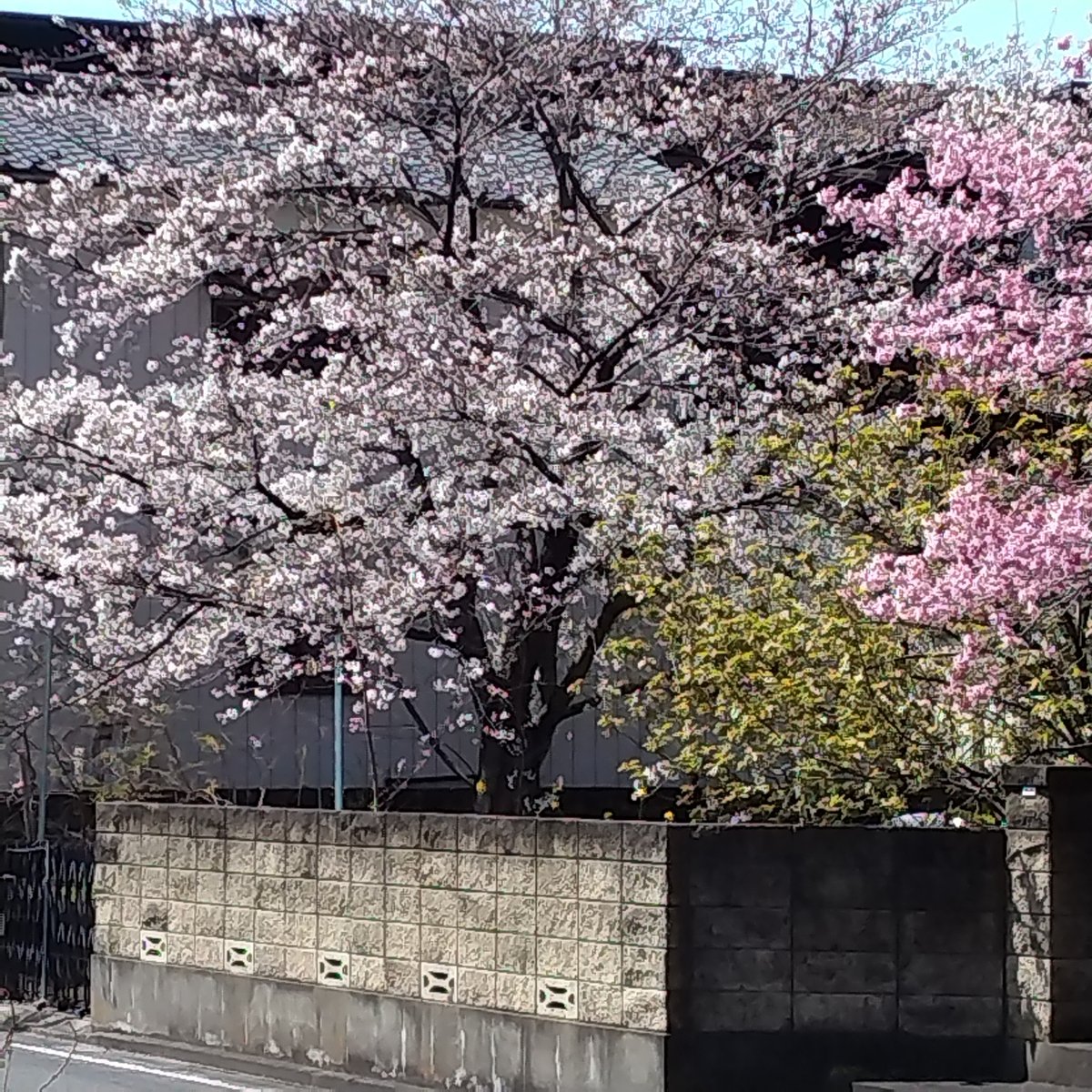 Cherry Blossoms in Full Bloom （満開の桜）｜MisaTK