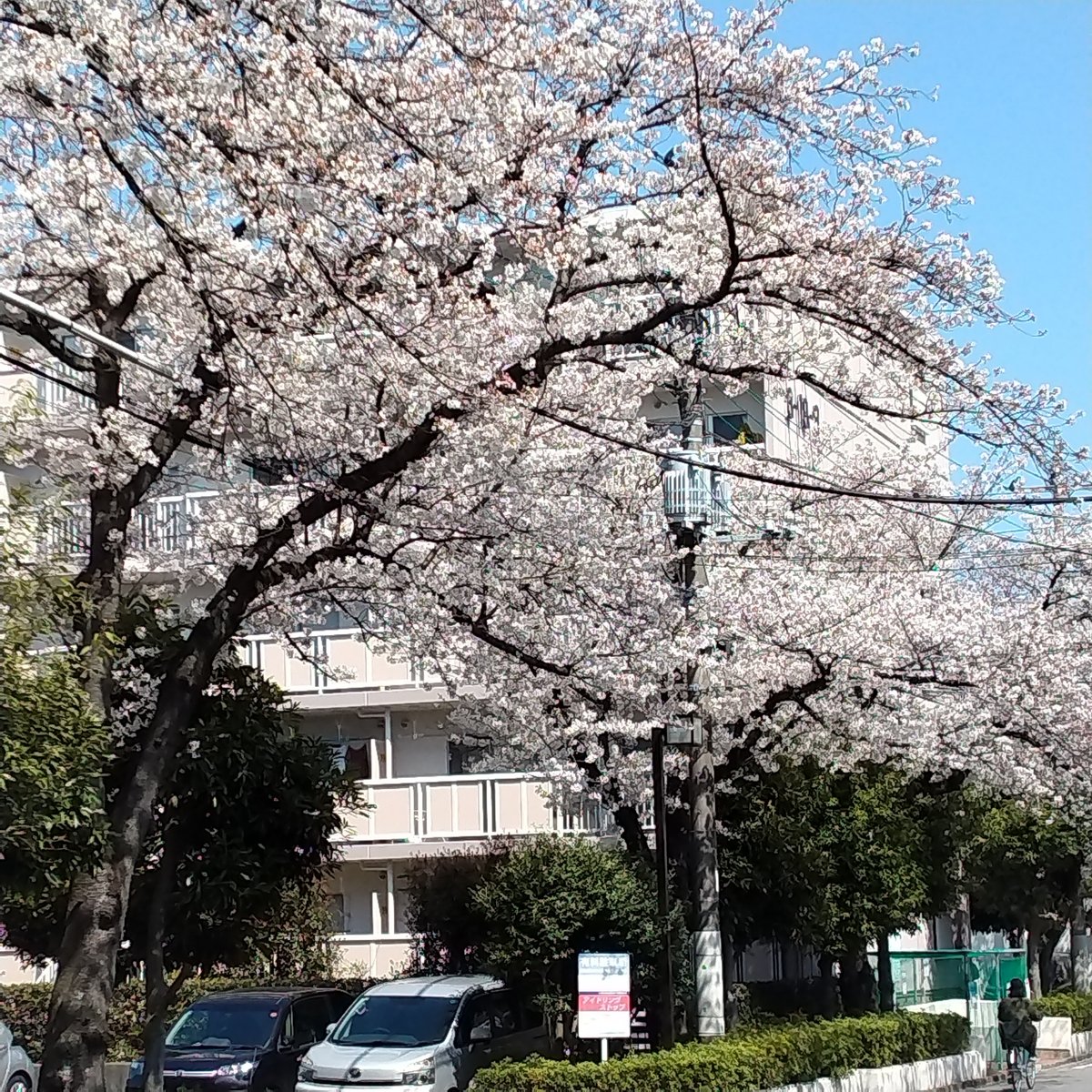 Cherry Blossoms in Full Bloom （満開の桜）｜MisaTK
