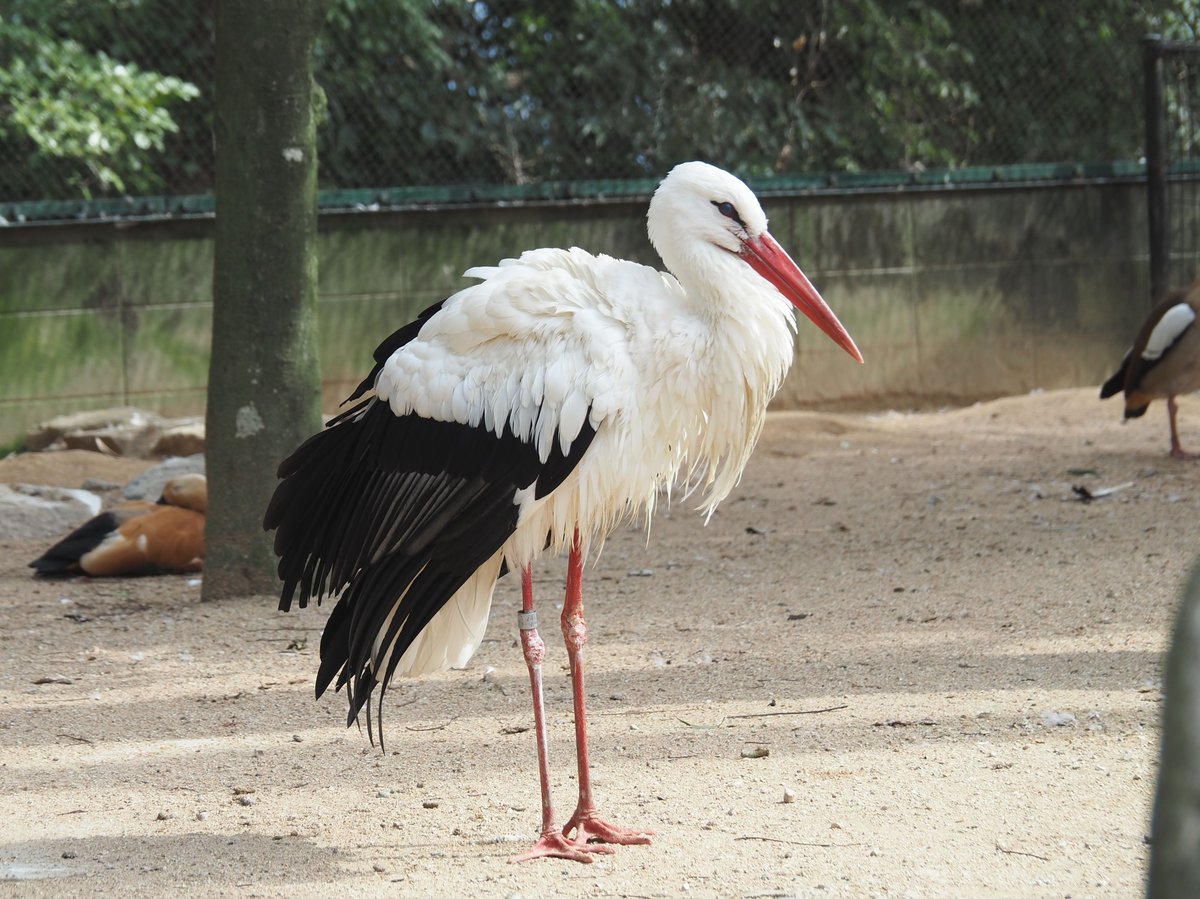 シュバシコウ物語｜M_ayumi