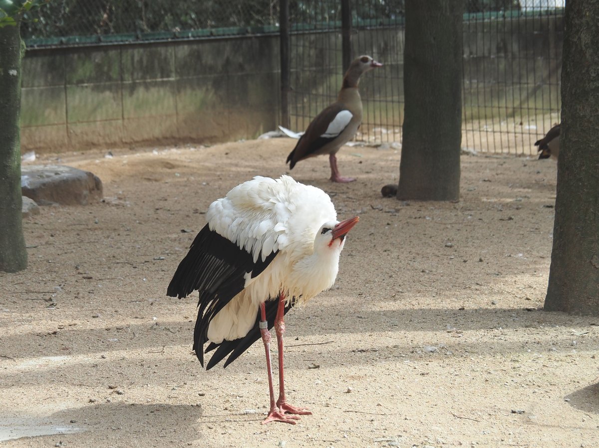 シュバシコウ物語｜M_ayumi