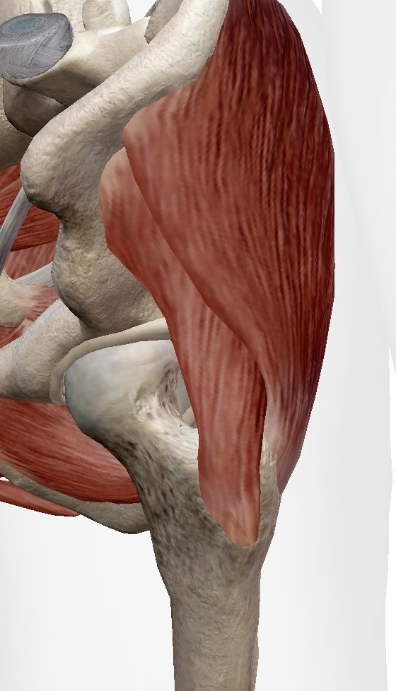 【骨形態×運動療法】大腿骨の捻じれが与える影響をさらに深堀～骨の捻じれで筋肉の位置と働き方が変わる？～｜PT yoshi
