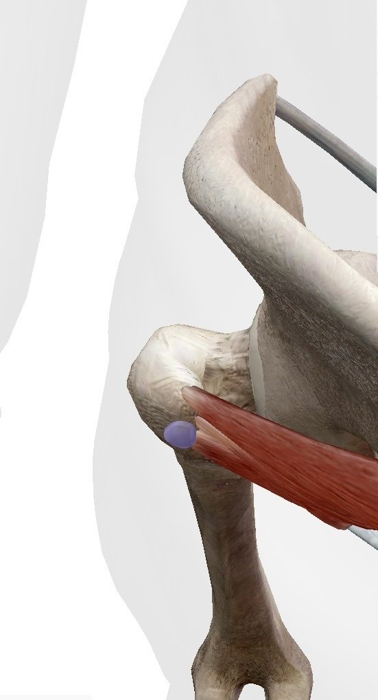 【骨形態×運動療法】大腿骨の捻じれが与える影響をさらに深堀～骨の捻じれで筋肉の位置と働き方が変わる？～｜PT yoshi