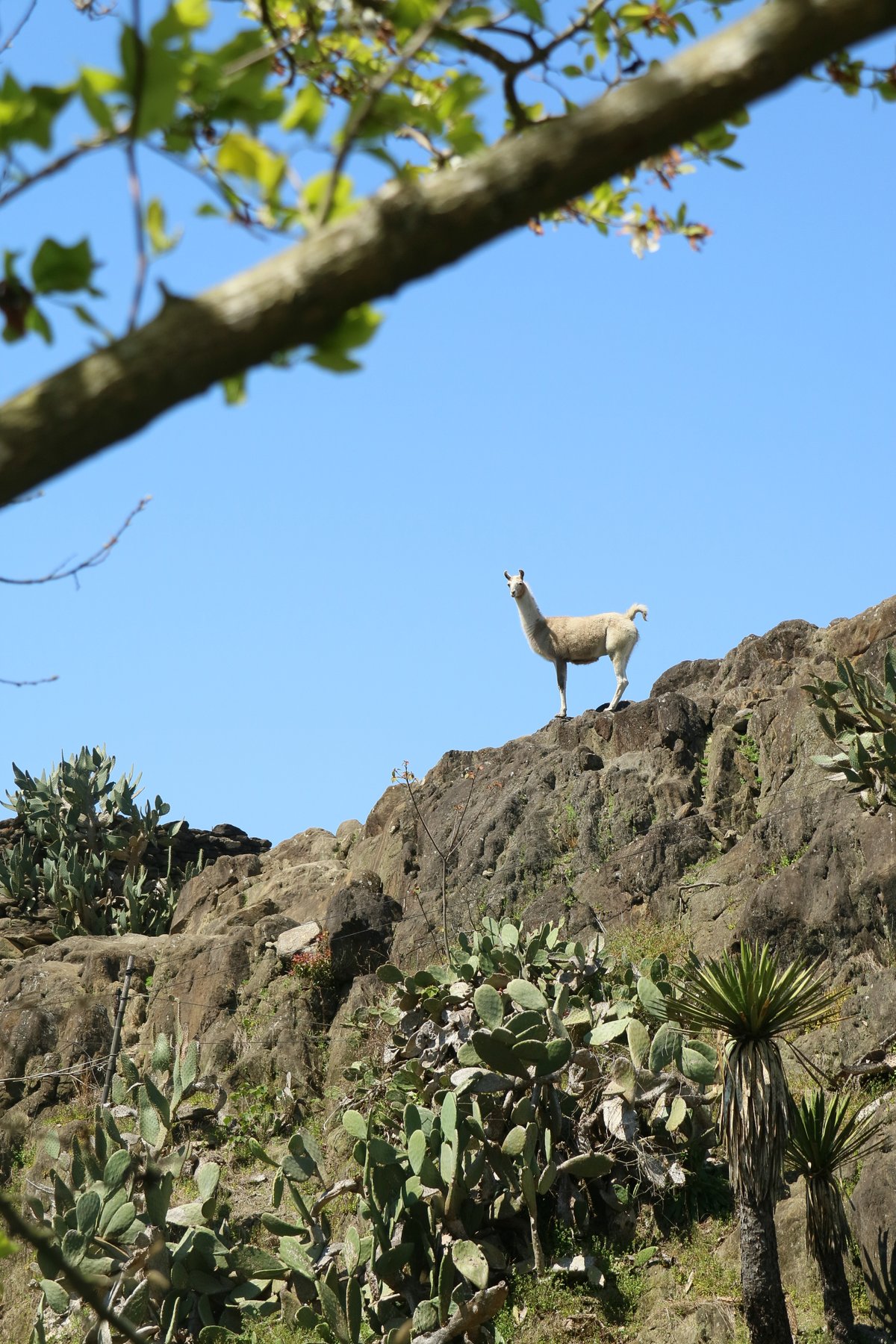 「おとな」こそ、動物園に行かないと｜Yas Hig