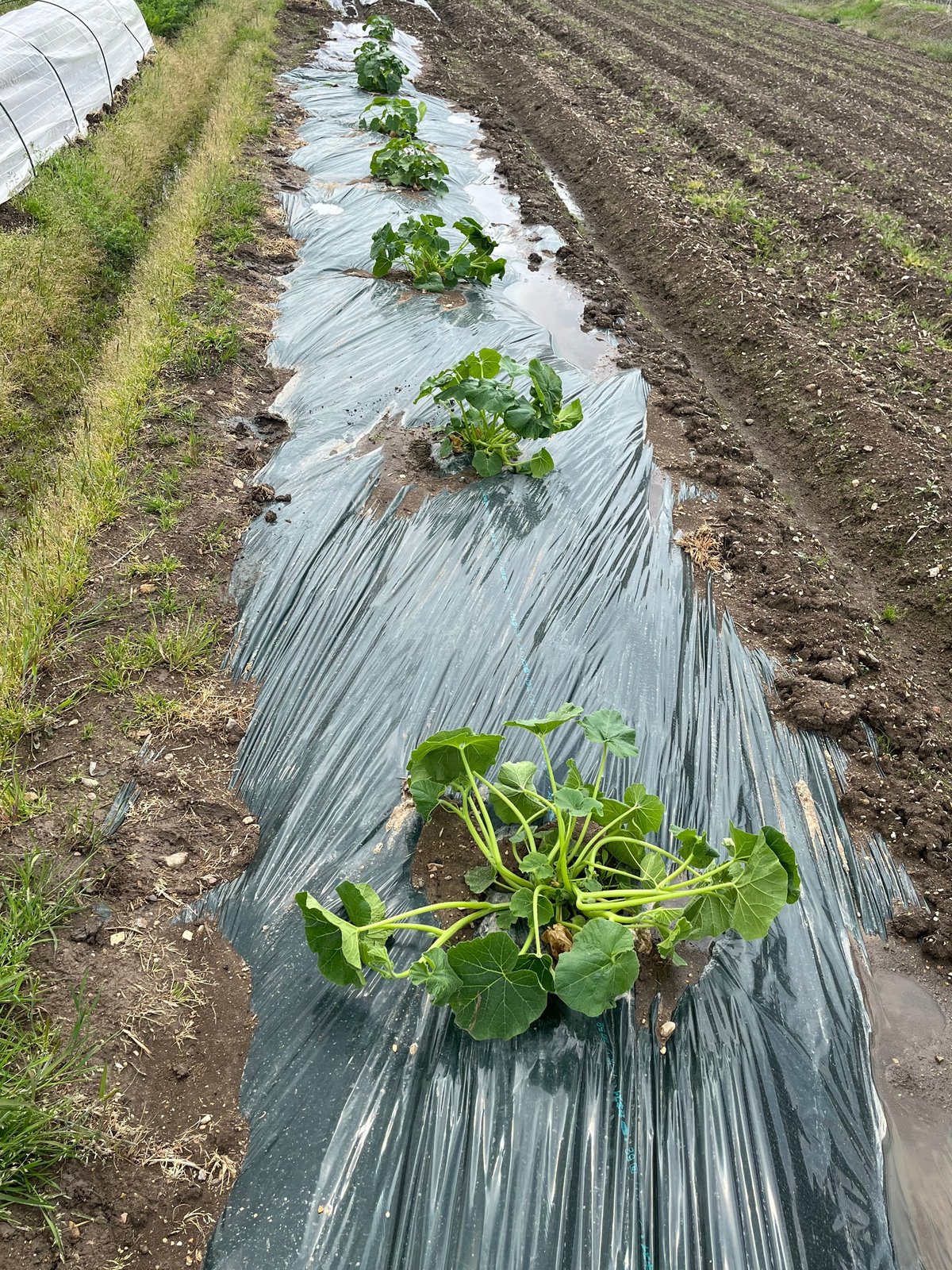 飛び出せ！ブラックのジョー、ぐんぐん成長中！｜ca-ptain@農ある暮らし