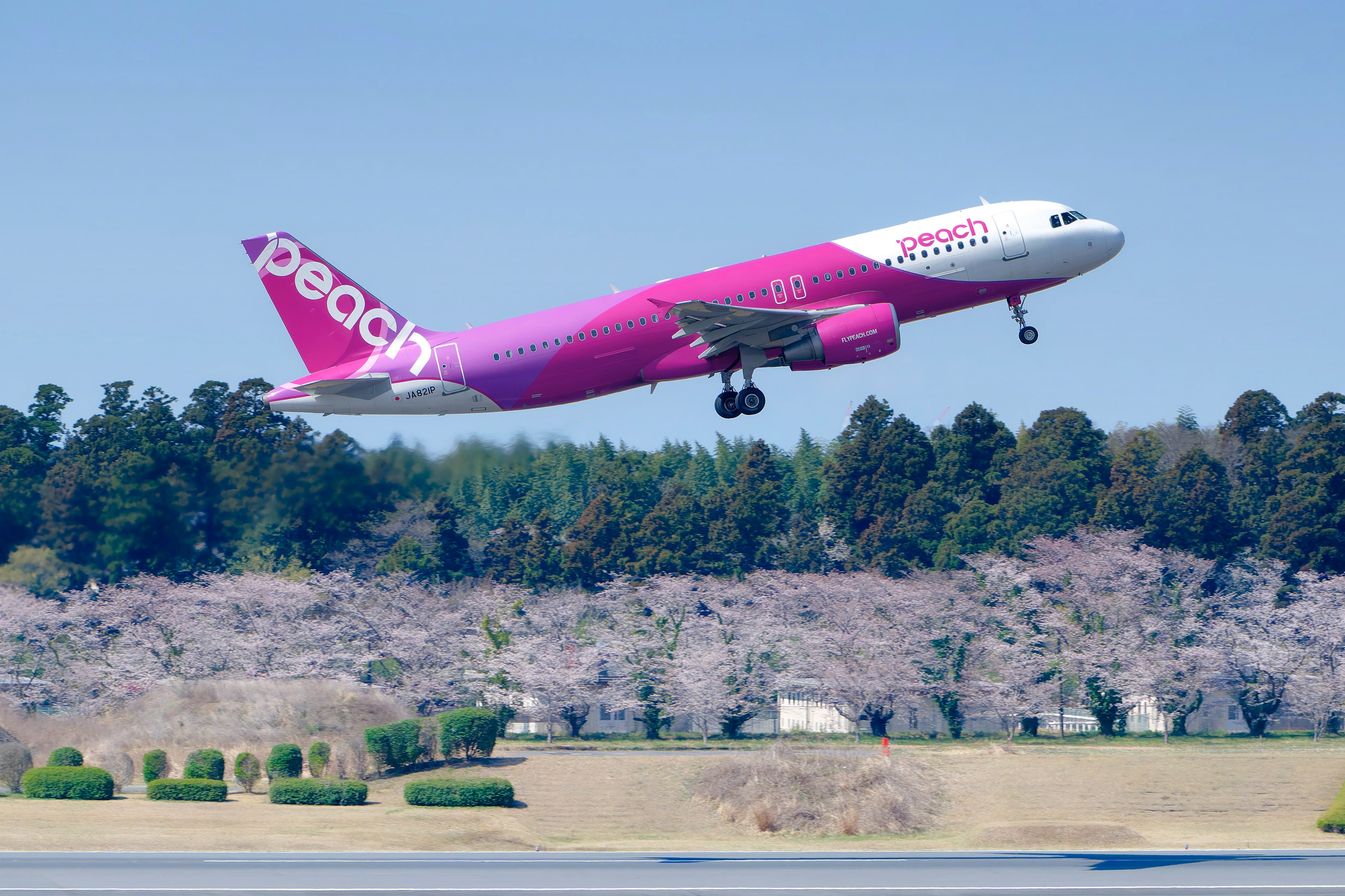 ☆成田空港のサクラ2025！！｜Fred☆Aoki / 航空機ロマン