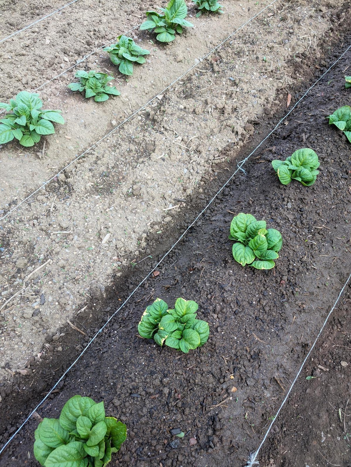 ジャガイモの芽かきと土寄せ&追肥にかかり出しました｜annon