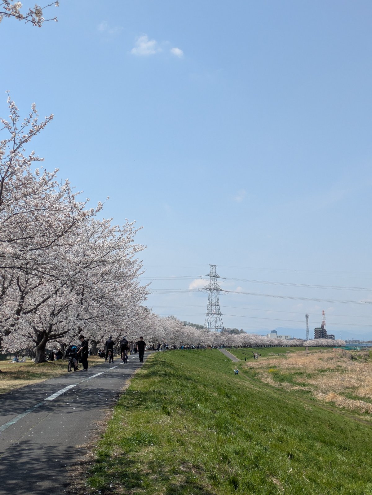 春はどこだ｜佐藤光