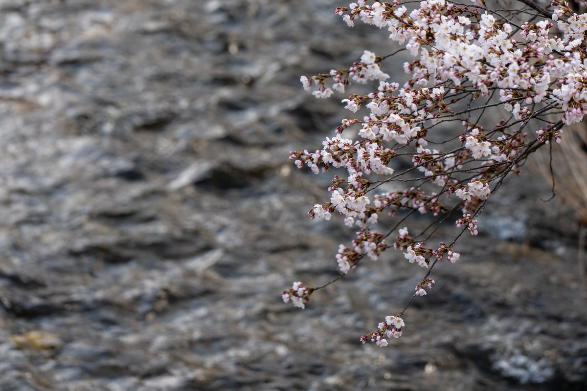グラベルバイクdeフォトグラフ -満開のSAKURAを巡る朝-｜Xinn