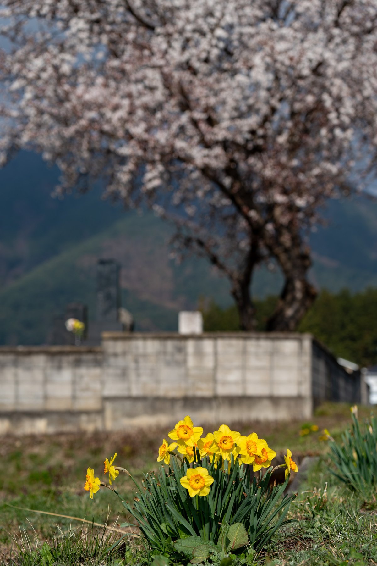 グラベルバイクdeフォトグラフ -満開のSAKURAを巡る朝-｜Xinn