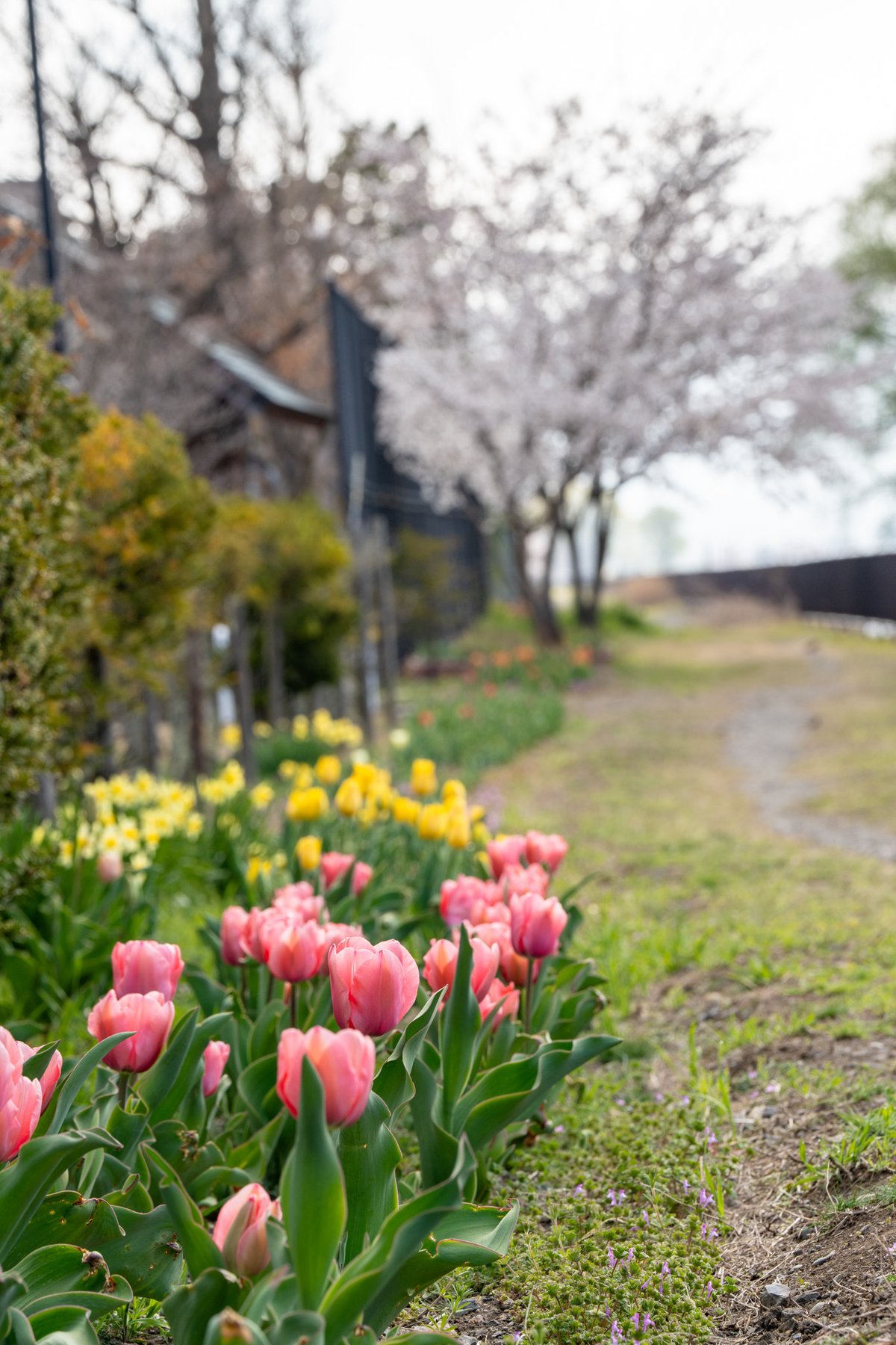 グラベルバイクdeフォトグラフ -満開のSAKURAを巡る朝-｜Xinn