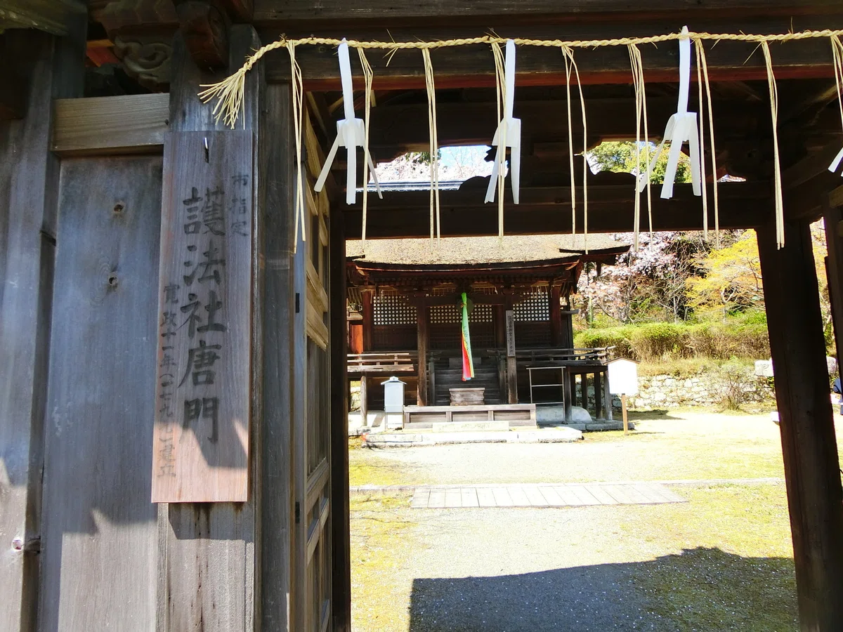 国宝！三井寺の鎮守社に桜咲く「護法善神堂」千団子祭/本尊・護法善神立像＠重文【滋賀湖西シリーズ/大津シリーズ】｜やんまあ