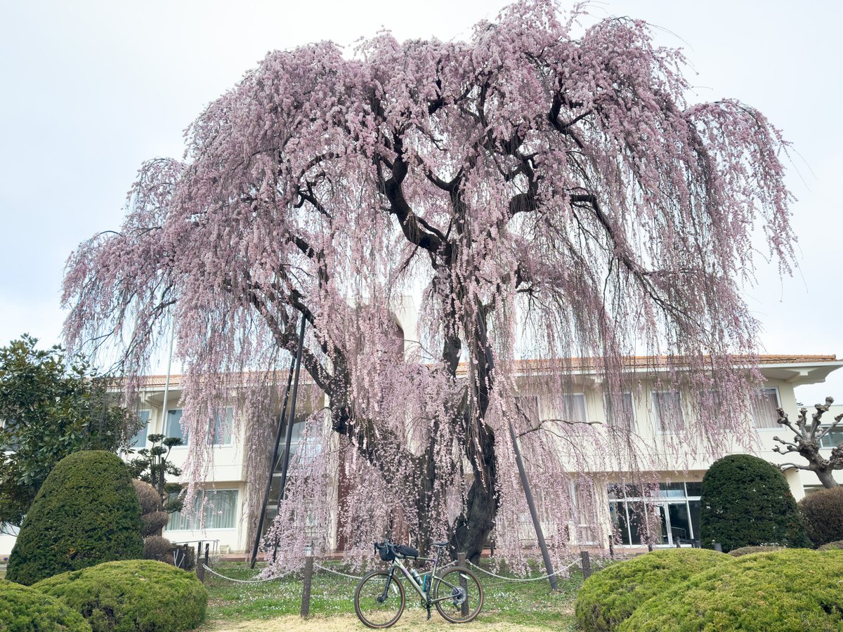 グラベルバイクdeフォトグラフ -満開のSAKURAを巡る朝-｜Xinn